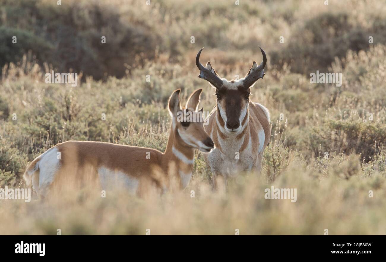 Pronghorn antelope pair Stock Photo - Alamy