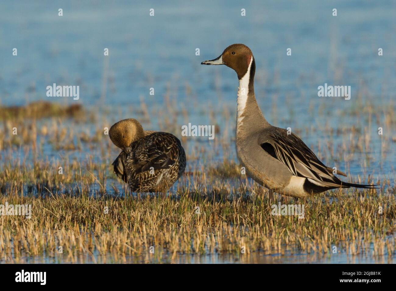 Northern pintail pair Stock Photo - Alamy