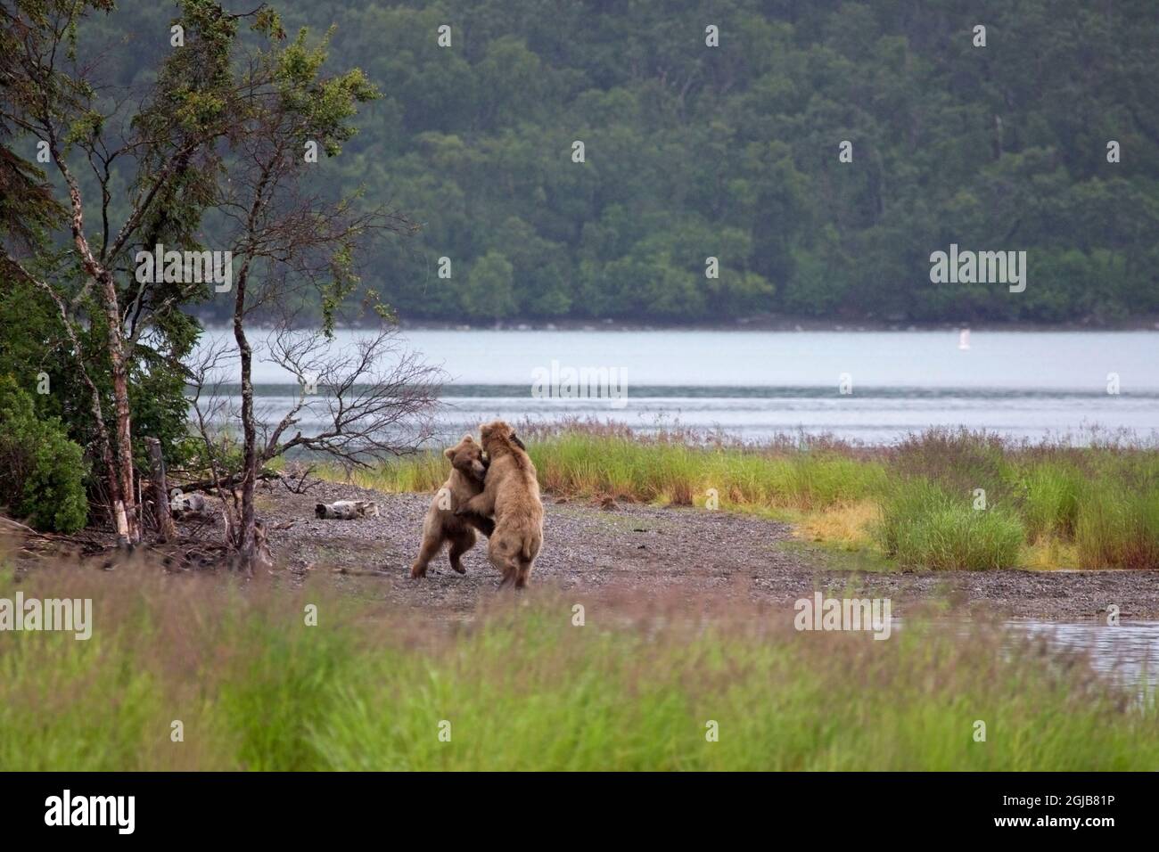 Bear Adolescent Grizzly Bear High Resolution Stock Photography and ...