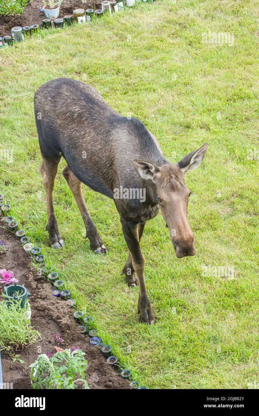 Moose damage hi-res stock photography and images - Alamy