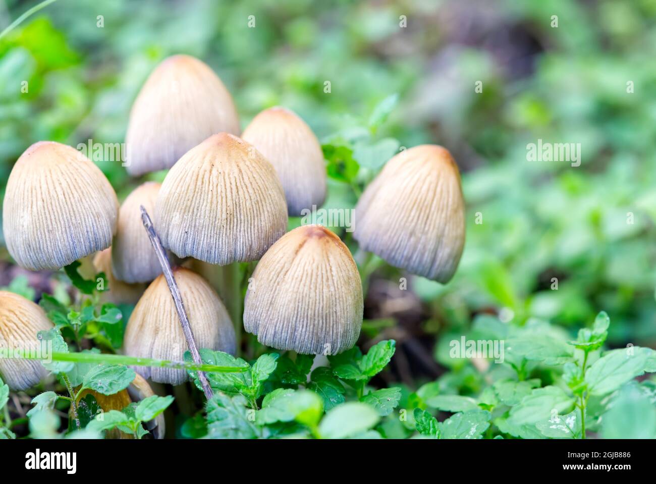 Coprinellus micaceus, Coprinus micaceus, commonly known as Glistening Inkcap, wild mushrooms ...