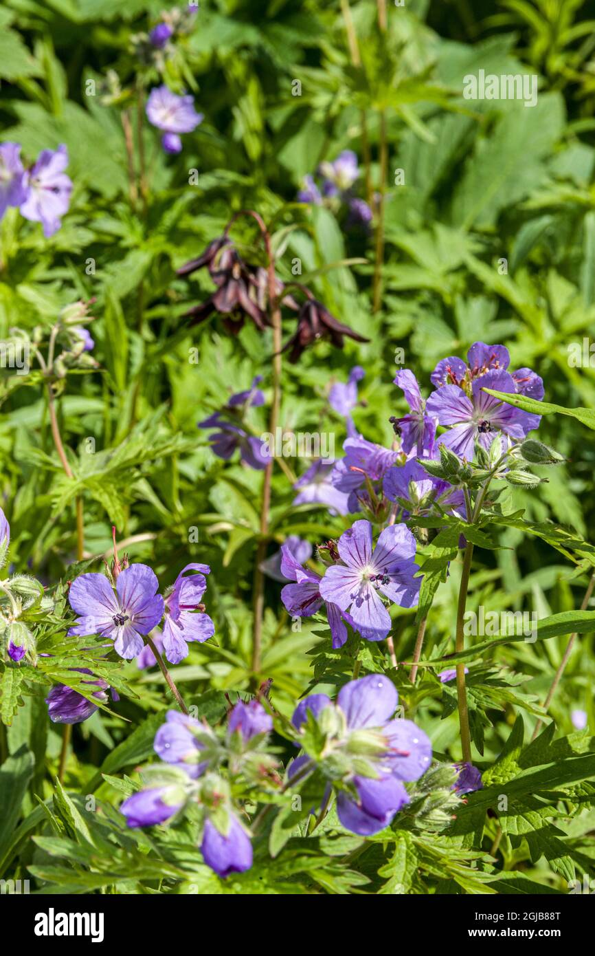 Northern geranium near Homer, Alaska Stock Photo - Alamy