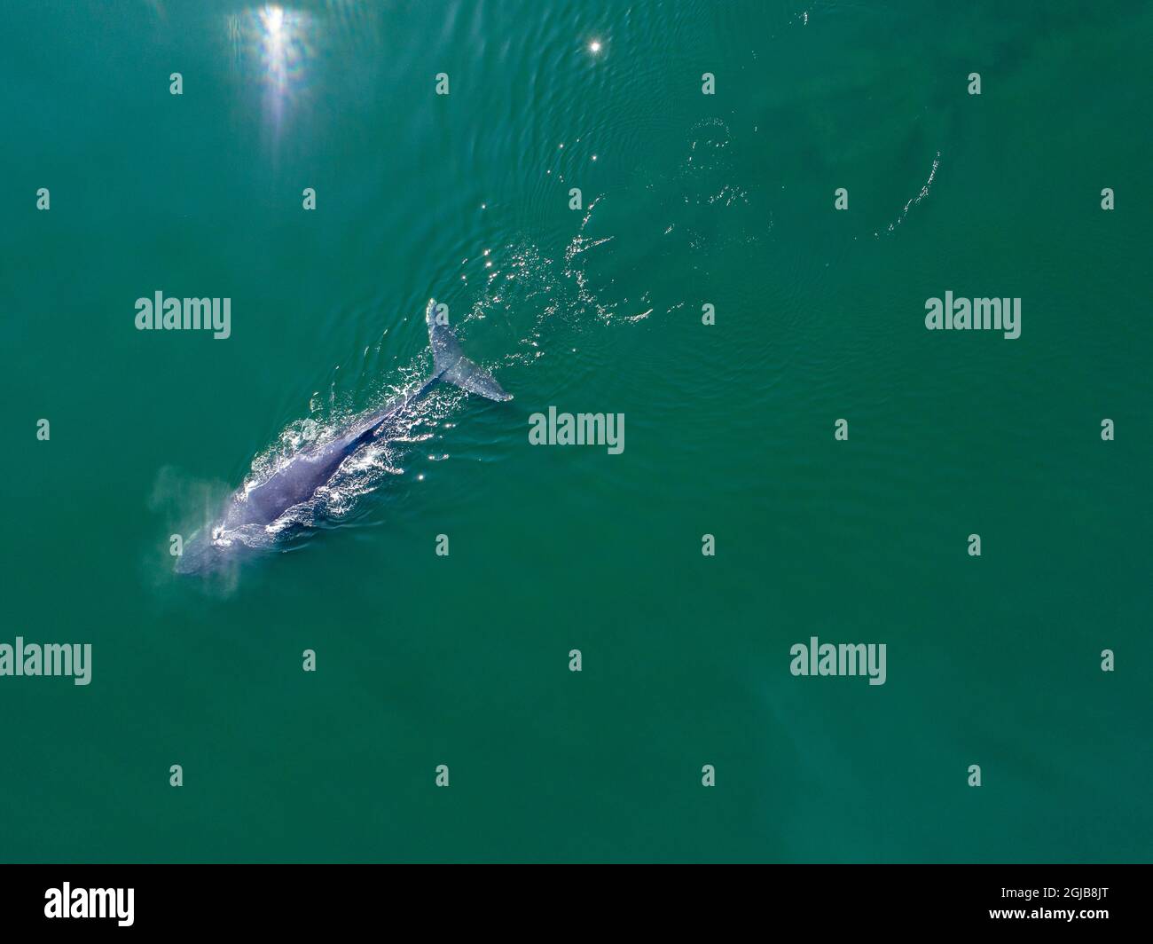 USA, Alaska, Aerial view of Humpback Whale (Megaptera novaeangliae ...