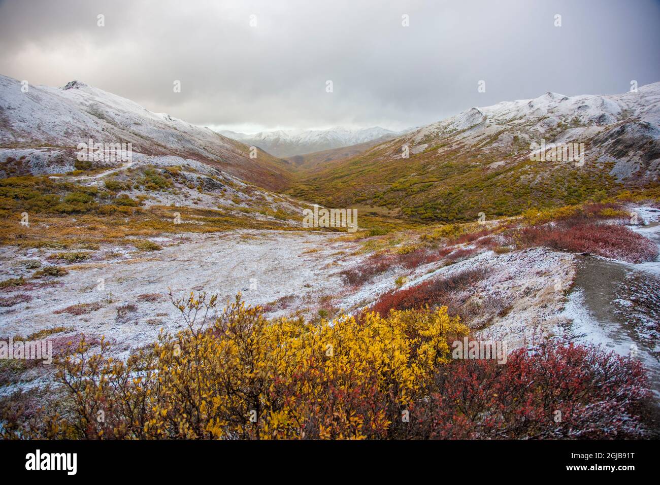 USA, Alaska. Fall colors in Denali National Park with snow dusting the ...