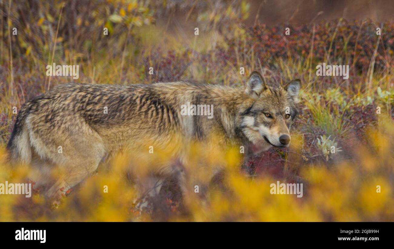 Alaskan timber wolf hi-res stock photography and images - Alamy