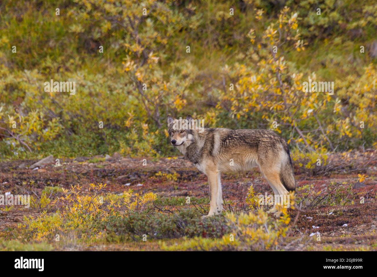 Alaskan timber wolf hi-res stock photography and images - Alamy