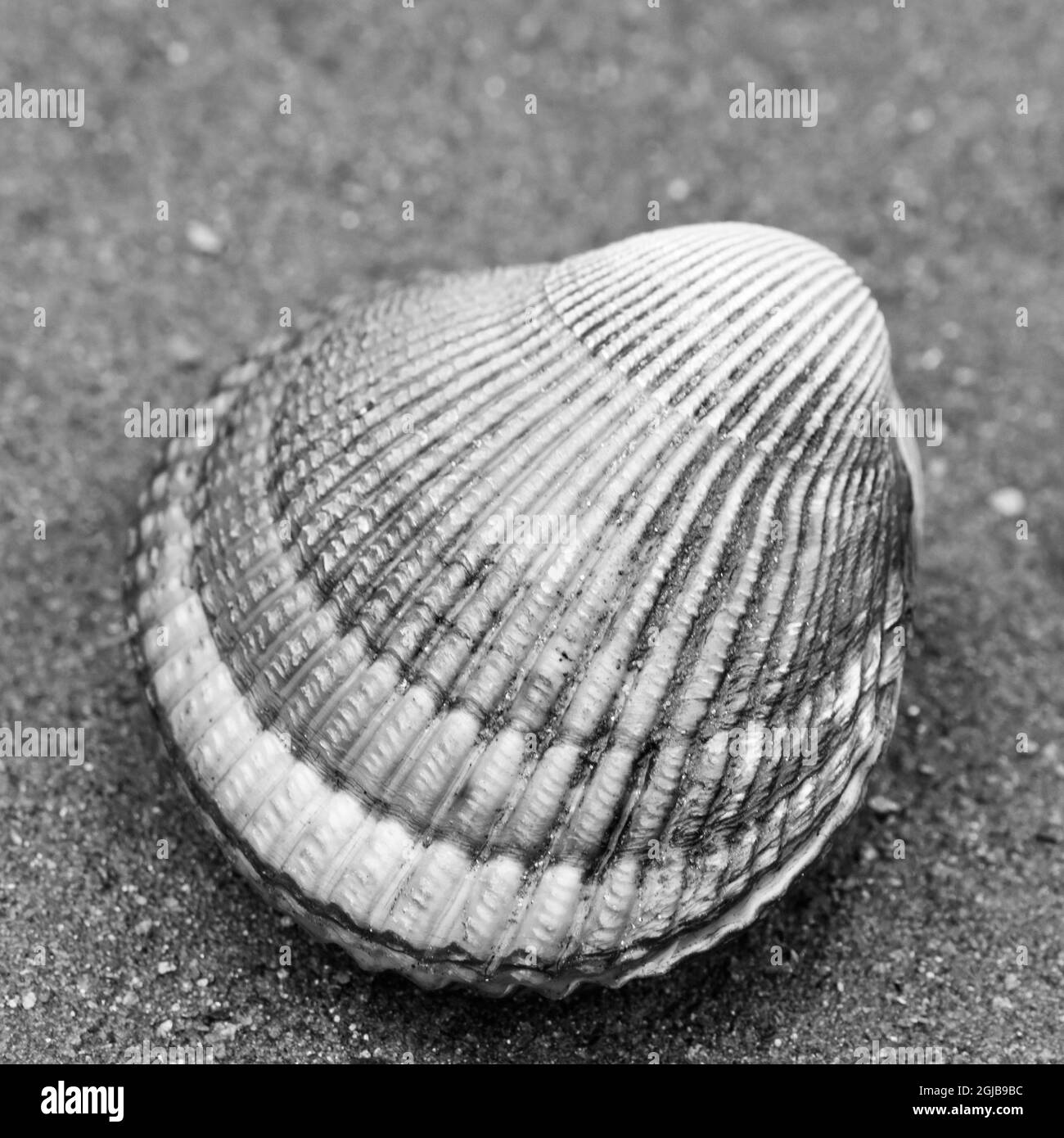 Cockle shell Black and White Stock Photos & Images - Alamy