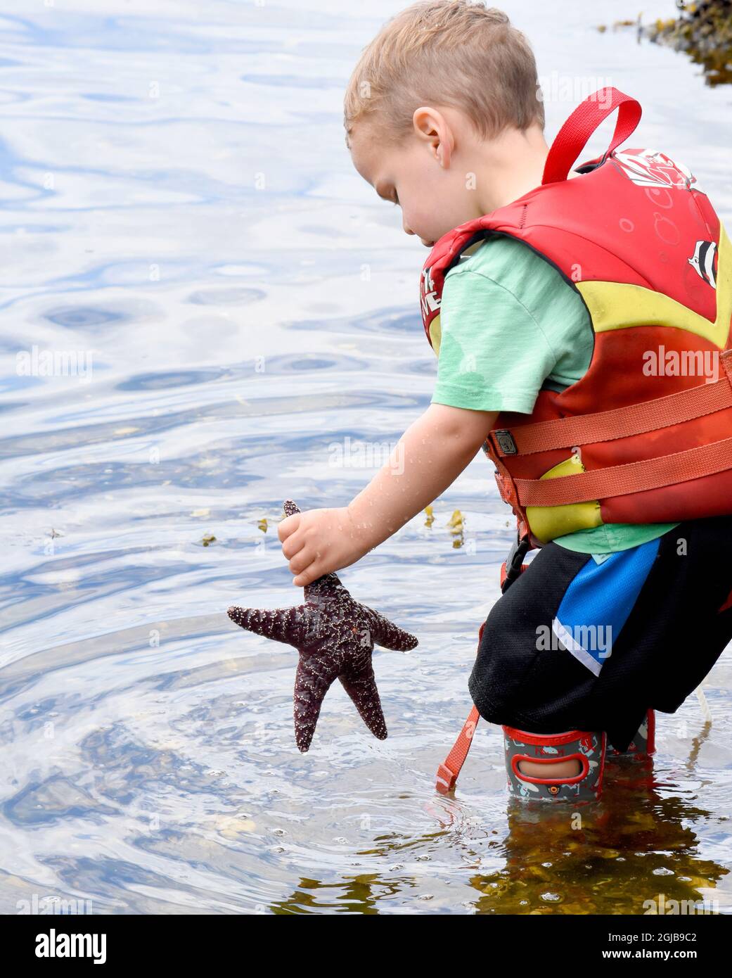 Alaska, Ketchikan, 2 year old exploring tidal flats, putting starfish ...