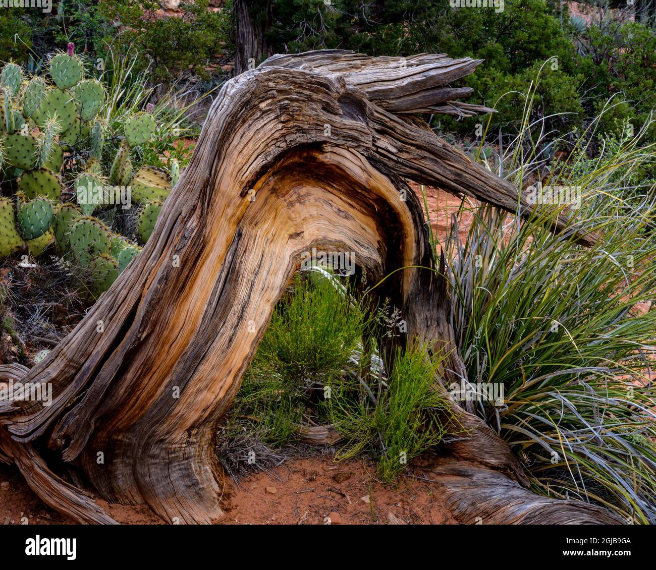 USA, Arizona, Sedona. Gnarled dead tree. Credit as: Jay O'Brien ...