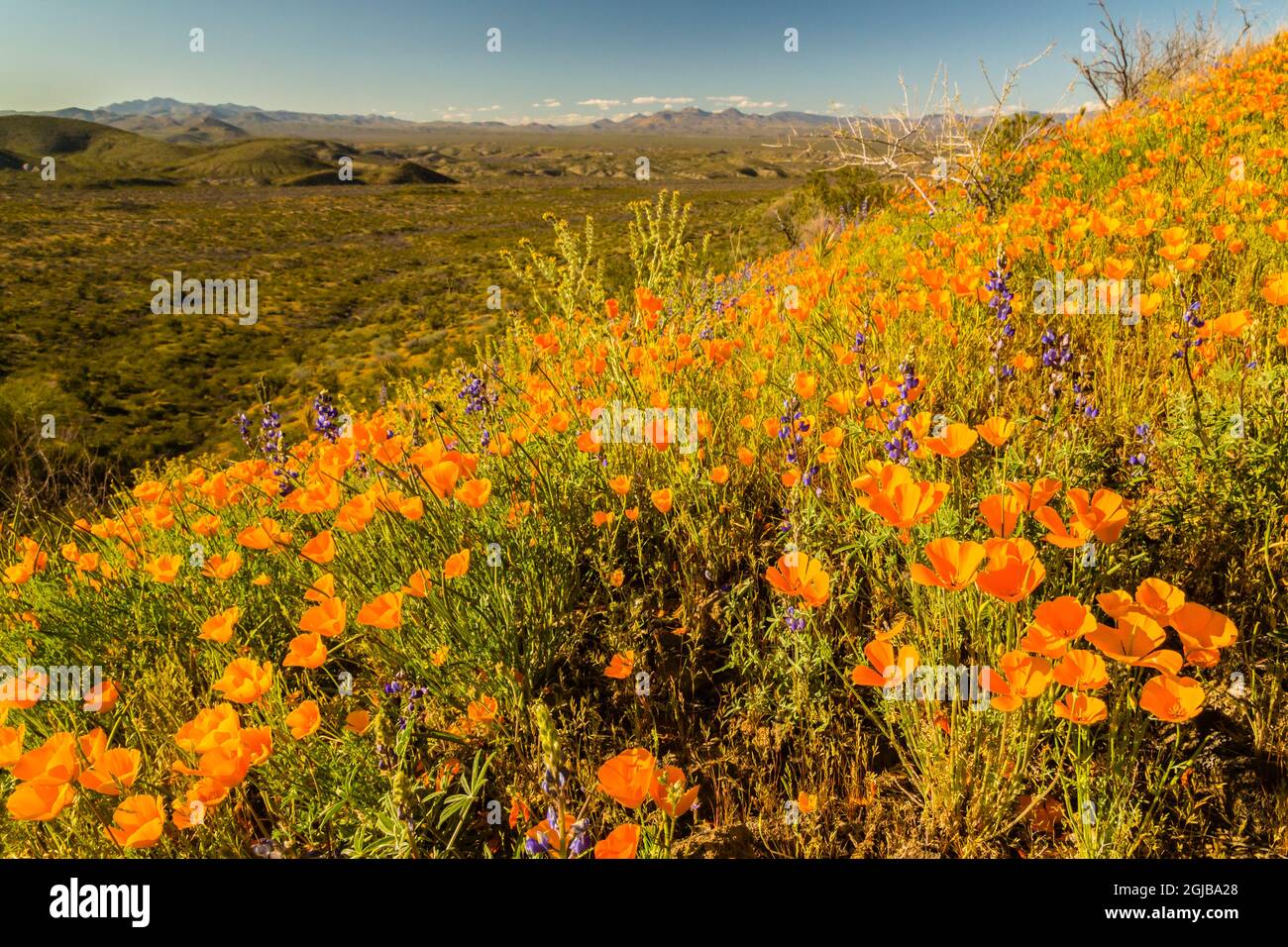 USA, Arizona, Peridot Mesa. California poppies in bloom. Credit as ...
