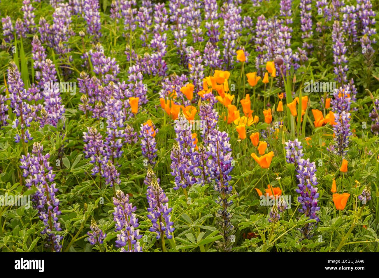 USA, Arizona, Peridot Mesa. Lupine and California poppies in field ...