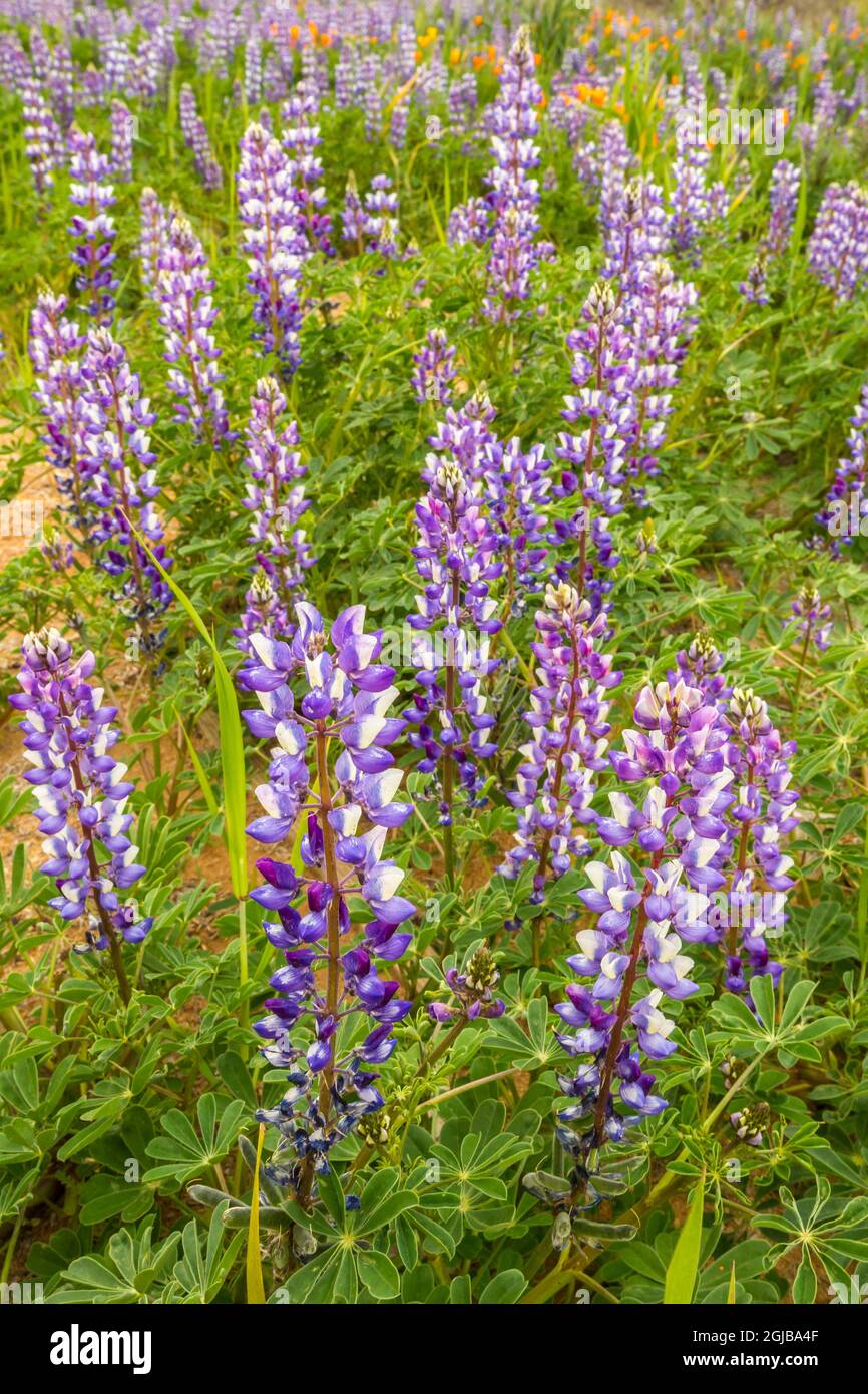 USA, Arizona, Peridot Mesa. Lupine flowers in field. Credit as: Cathy ...