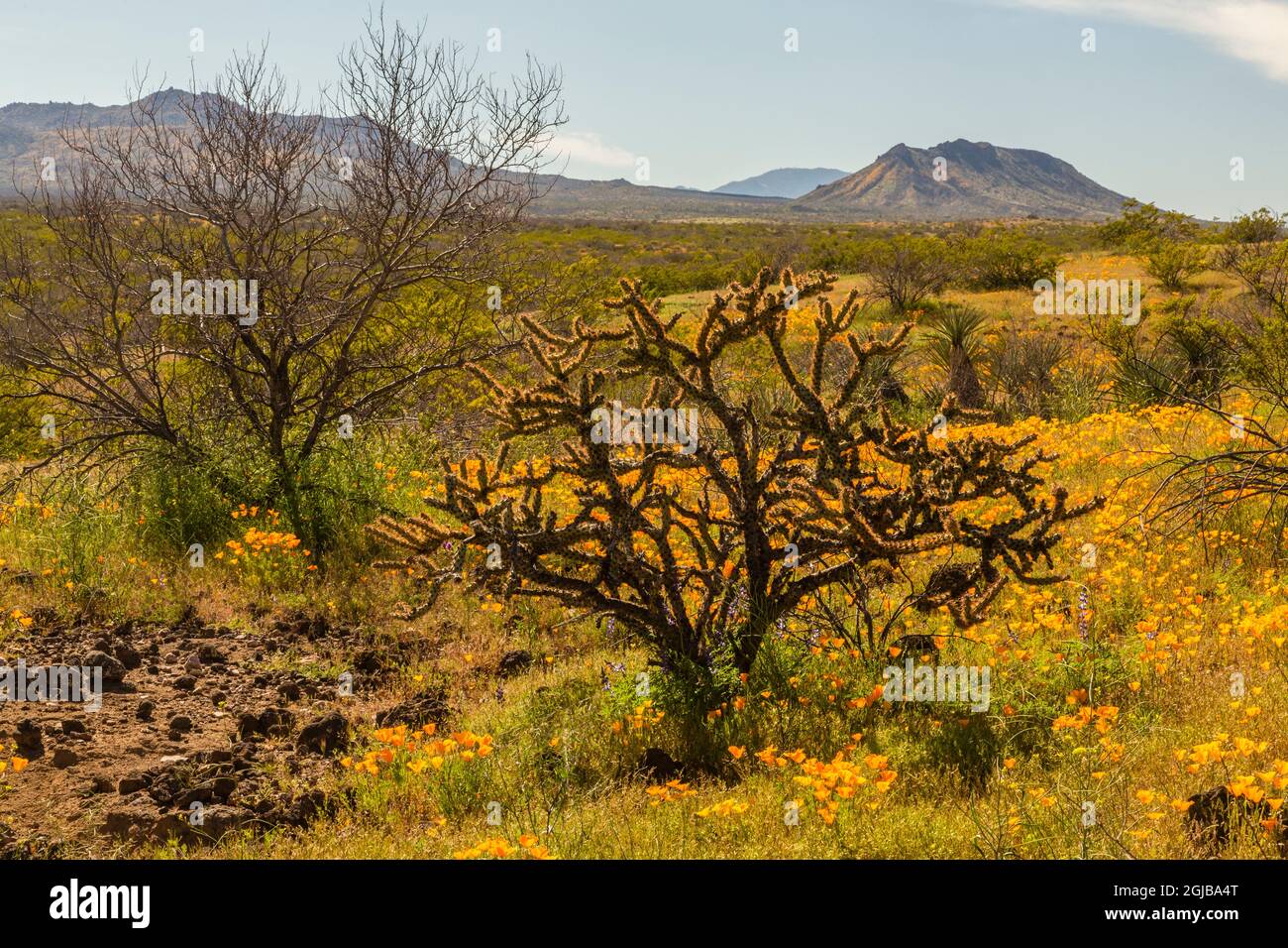 USA, Arizona, Peridot Mesa. California poppies in bloom. Credit as ...