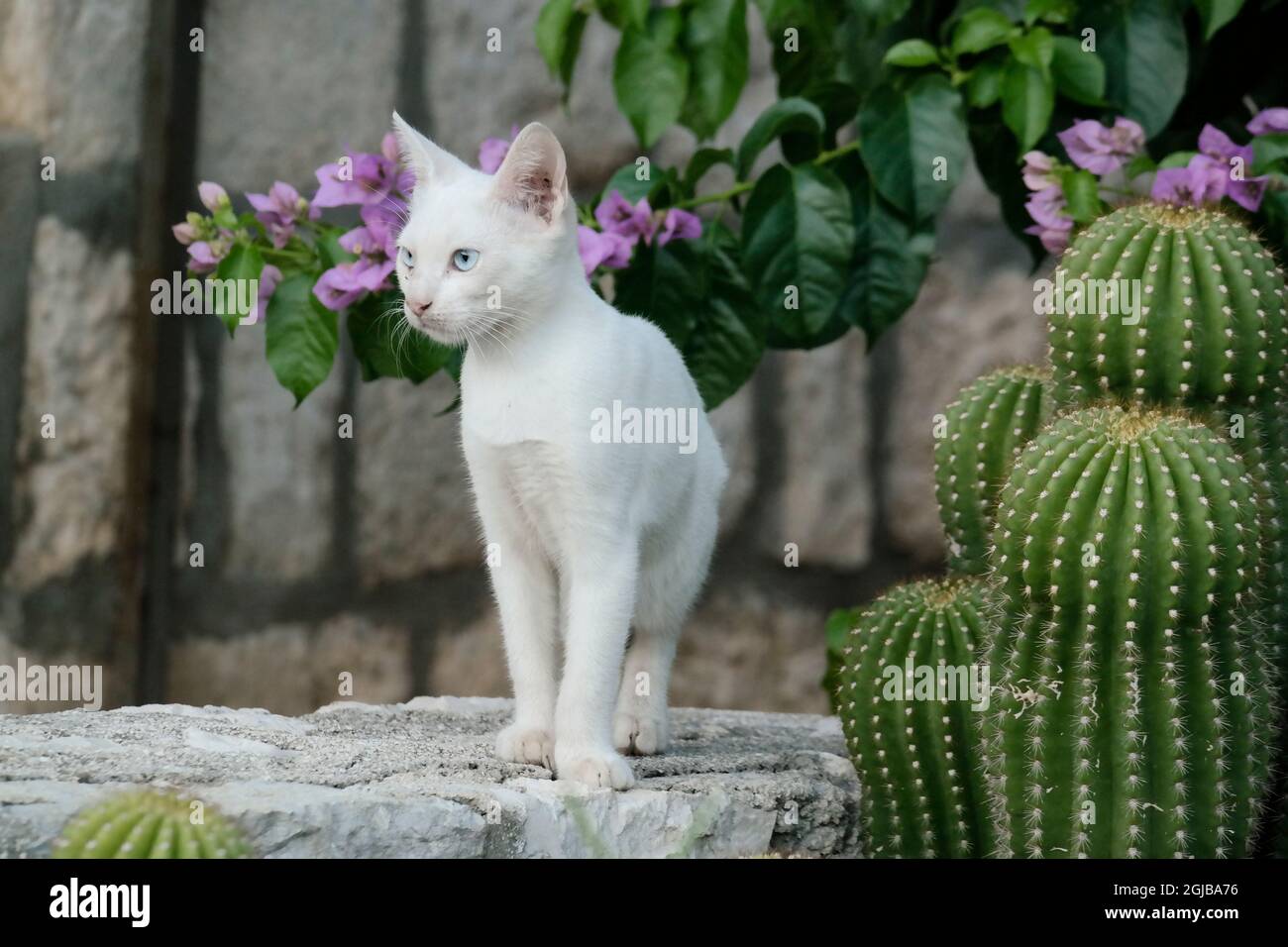 Feline cactus hi-res stock photography and images - Alamy