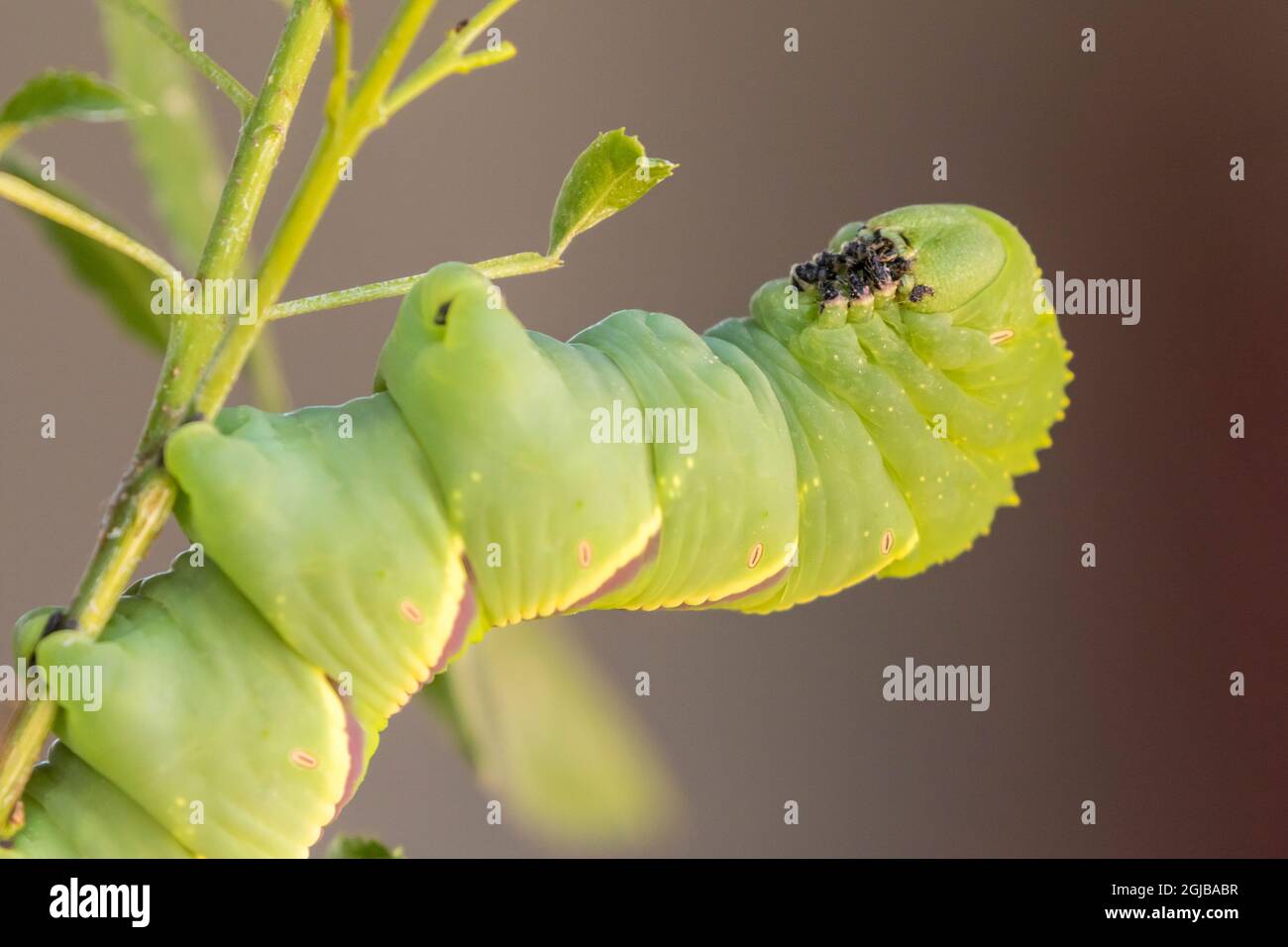 USA, Arizona, Santa Cruz County. Sphinx mother caterpillar eating ...