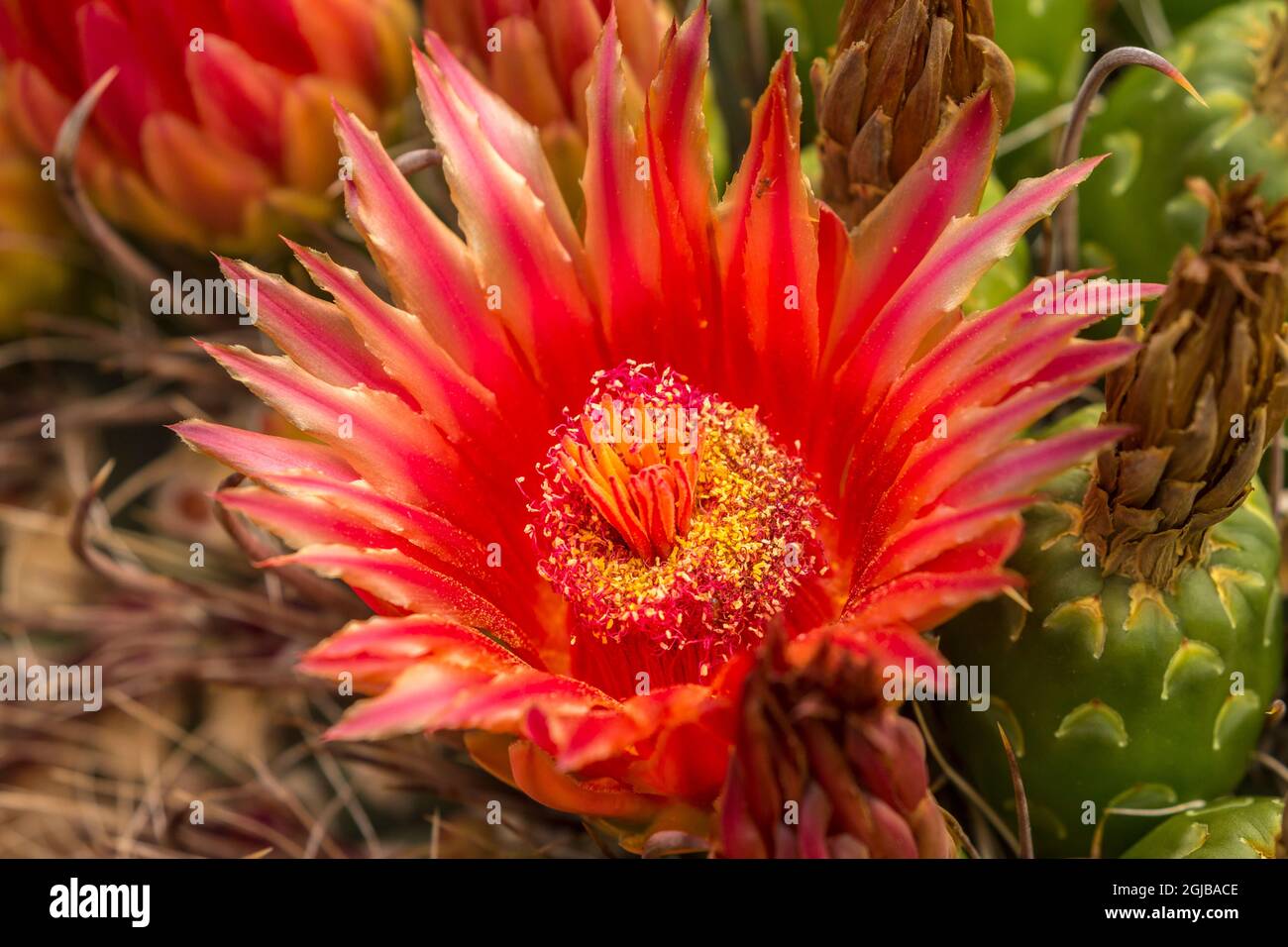 USA, Arizona, Santa Cruz County. Barrel cactus blossom and close-up ...