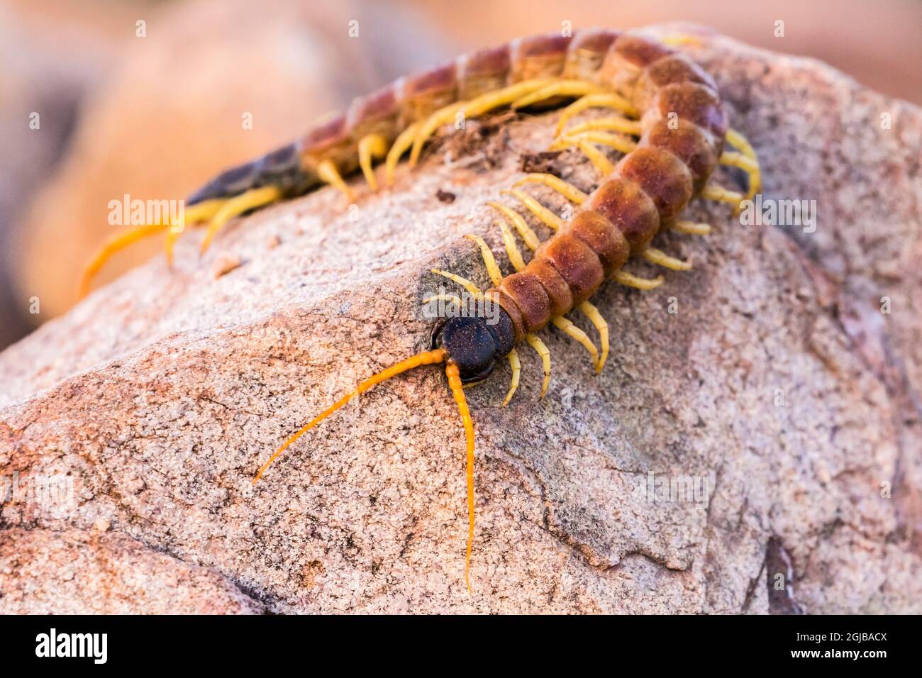 Desert centipede hi-res stock photography and images - Alamy