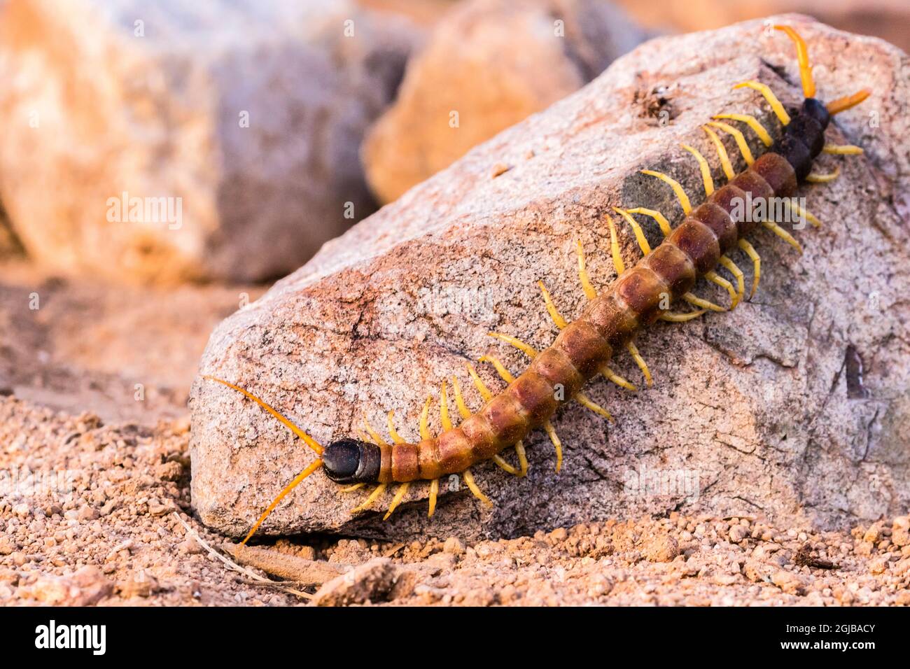 Desert centipede hi-res stock photography and images - Alamy