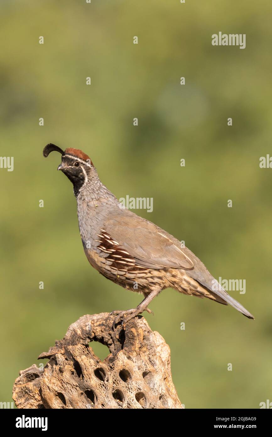 USA, Arizona, Santa Cruz County. Male Gambel's quail on cactus skeleton ...