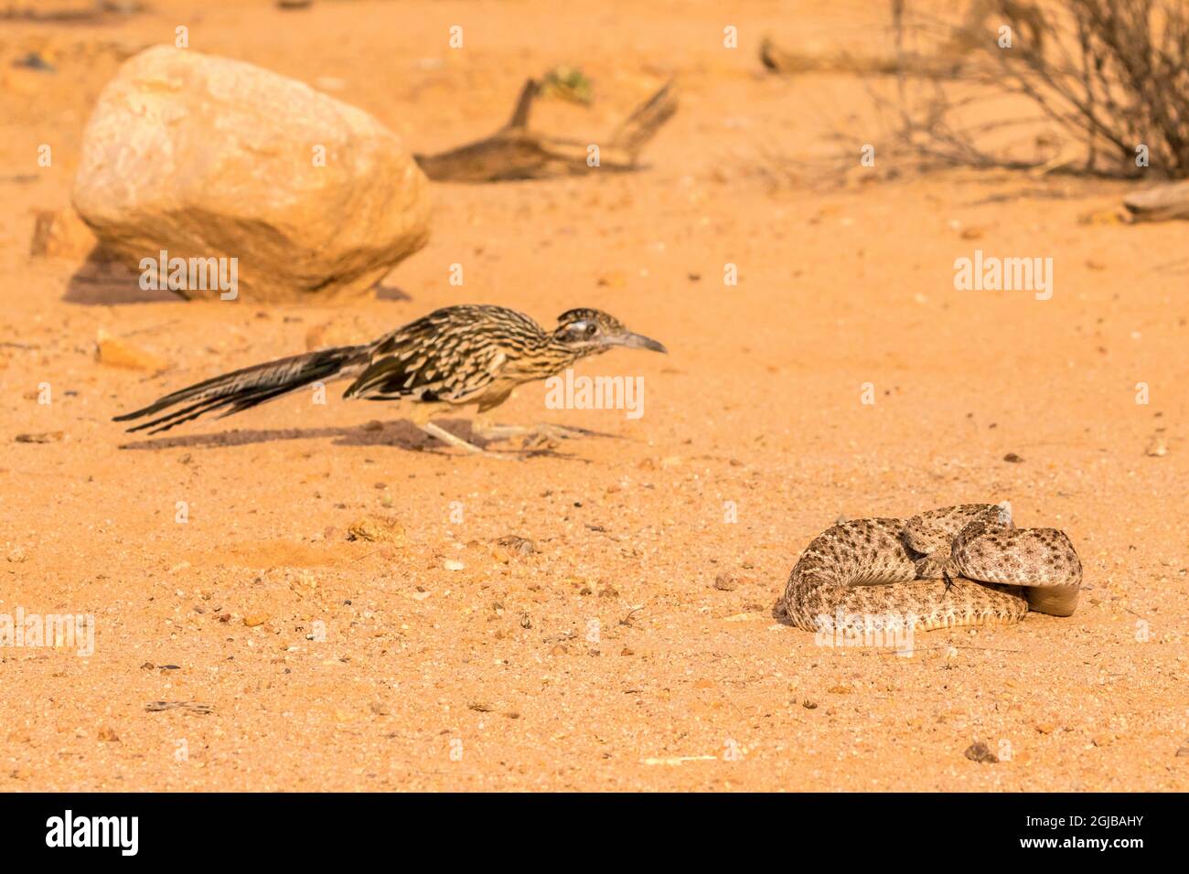 USA, Arizona, Santa Cruz County. Roadrunner with western diamondback ...