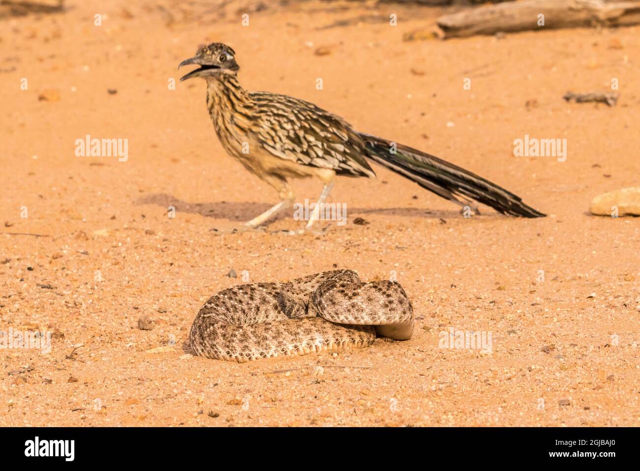 Roadrunner snake hi-res stock photography and images - Alamy