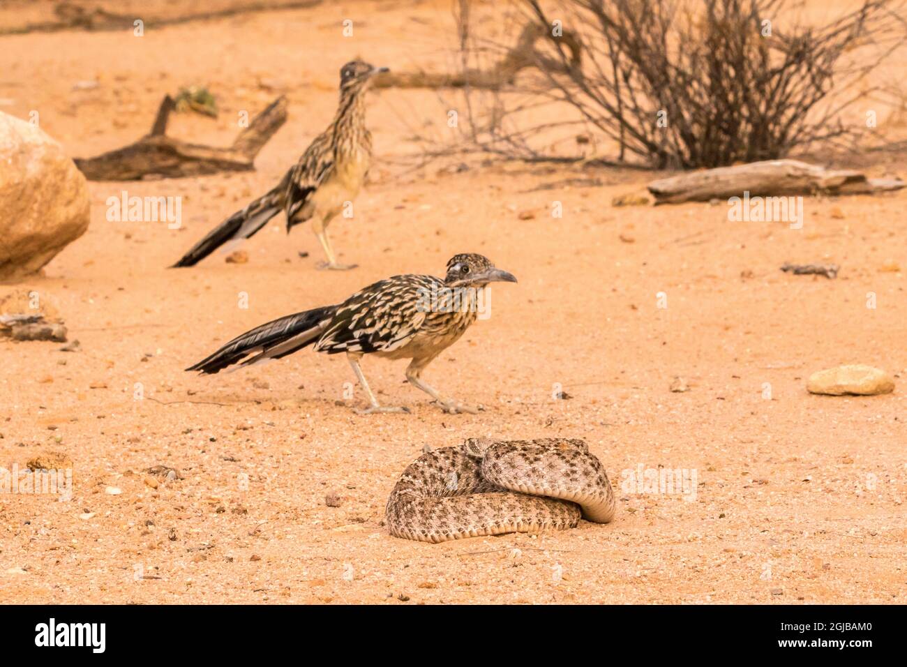 Roadrunner snake hi-res stock photography and images - Alamy