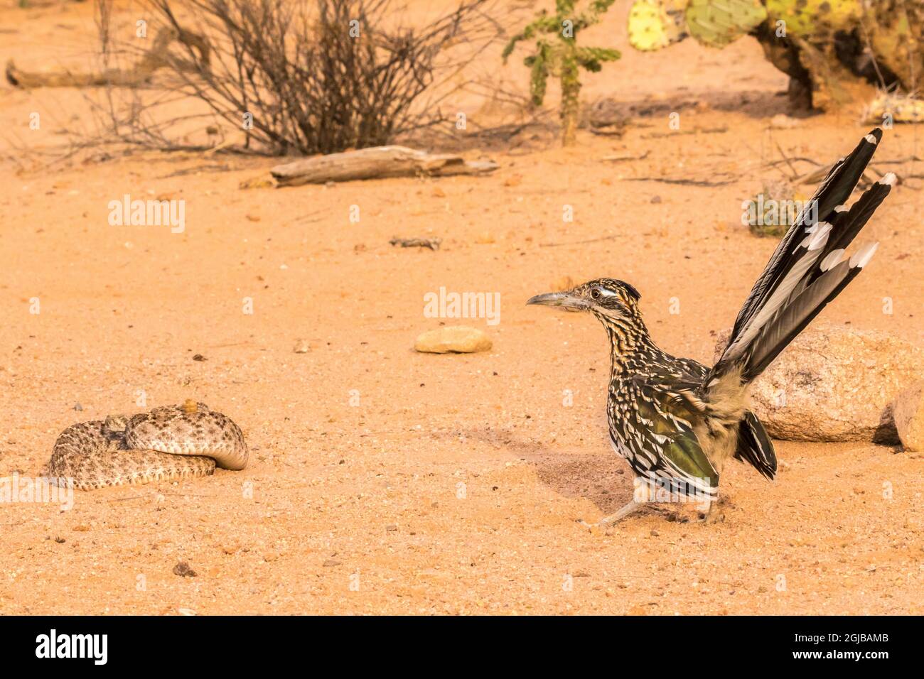 Roadrunner snake hi-res stock photography and images - Alamy