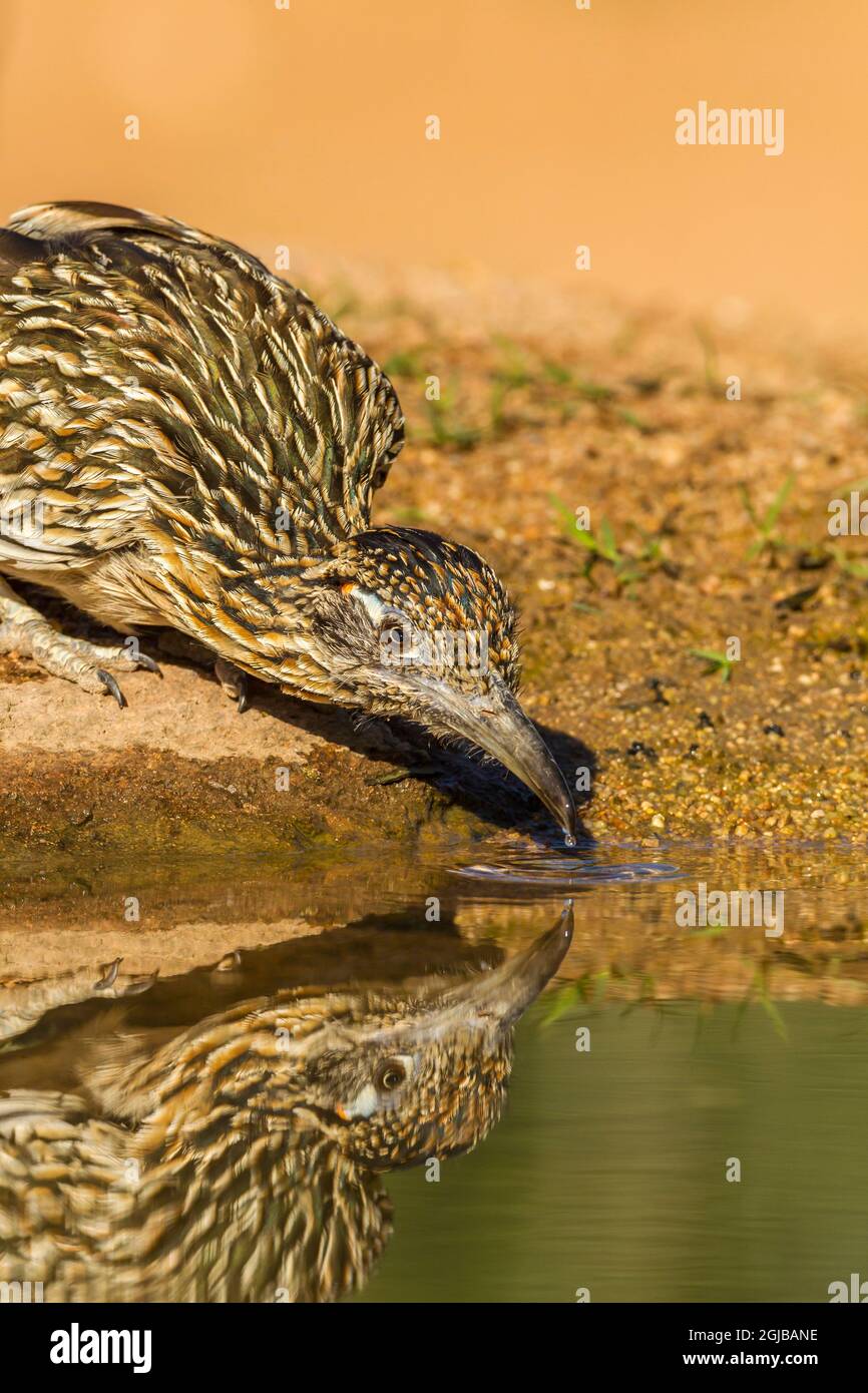 USA, Arizona, Santa Cruz County. Roadrunner drinking. Credit as: Cathy ...