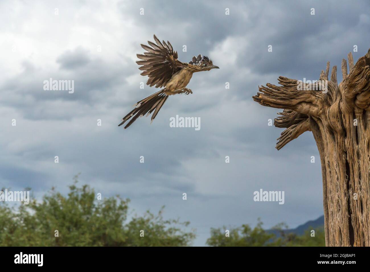 Road Runner Bird Flying