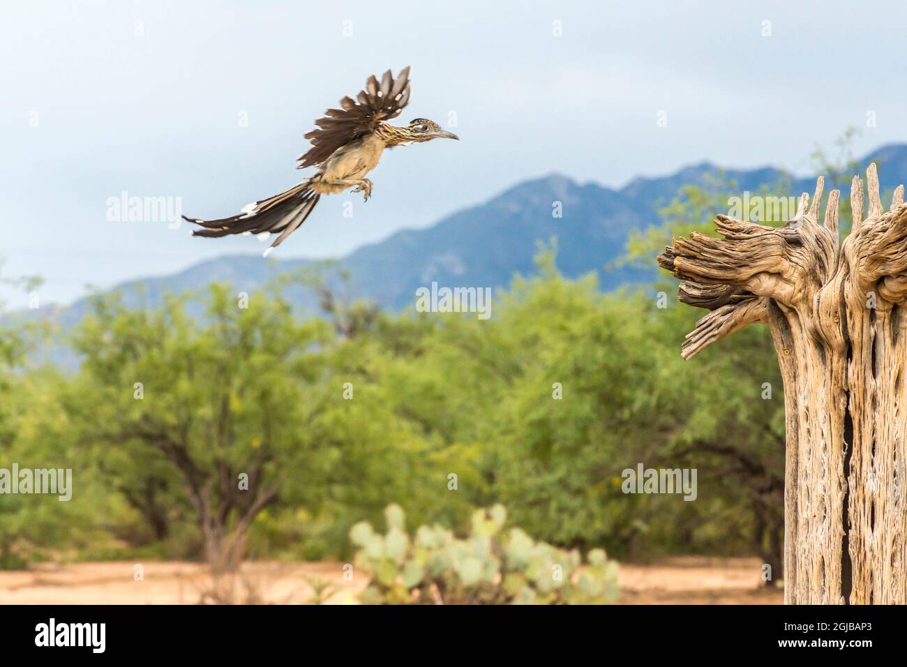 USA, Arizona, Santa Cruz County. Roadrunner in flight. Credit as: Cathy ...