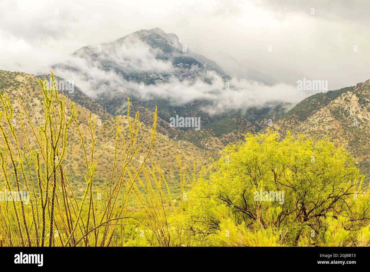 USA, Arizona, Santa Cruz County. Santa Rita Mountains and desert ...