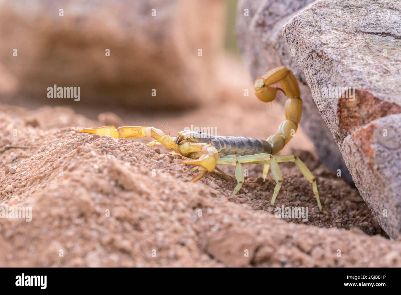 Fat tailed scorpion hi-res stock photography and images - Alamy
