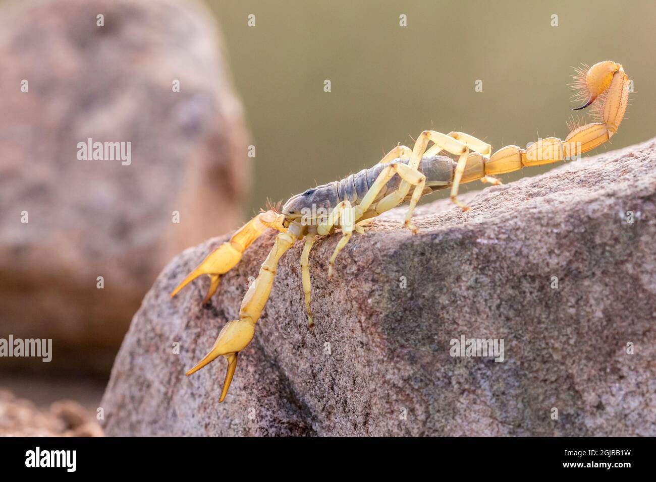 Fat tailed scorpion hi-res stock photography and images - Alamy