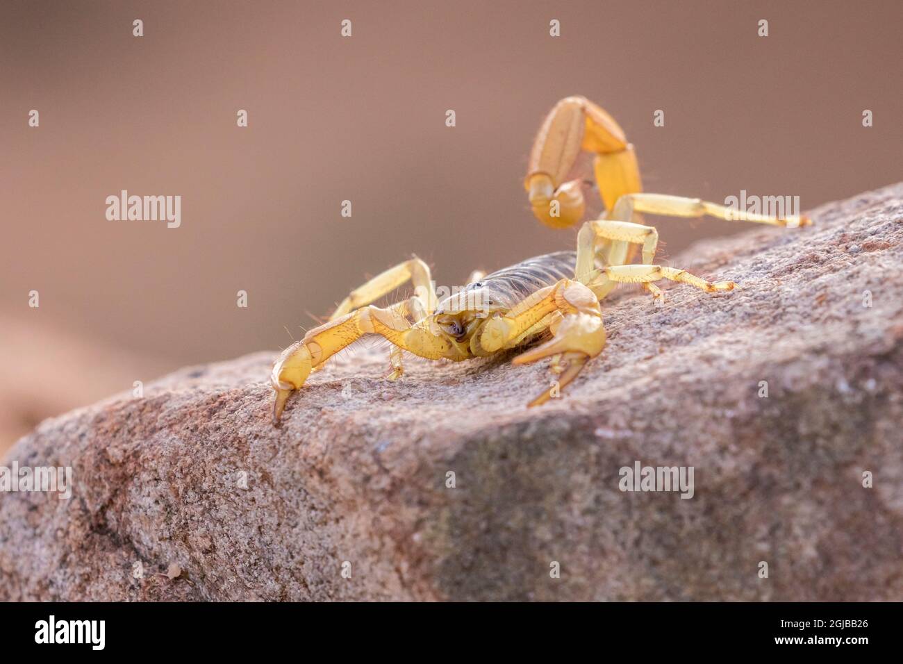 Fat tailed scorpion hi-res stock photography and images - Alamy
