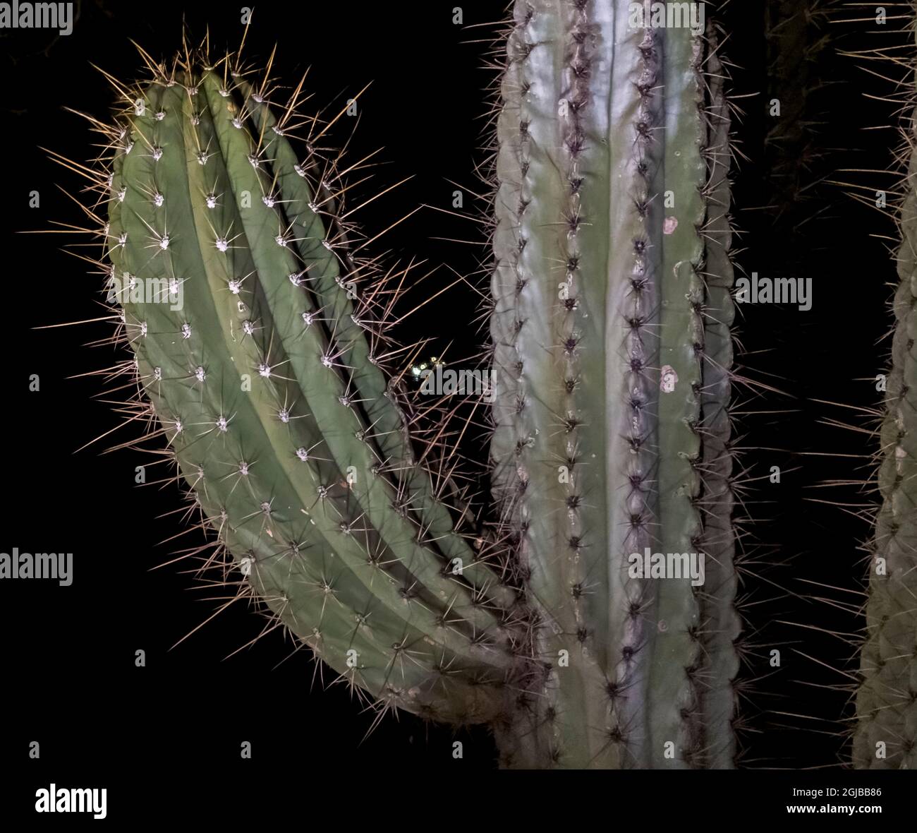 Desert botanical garden phoenix night hi-res stock photography and ...