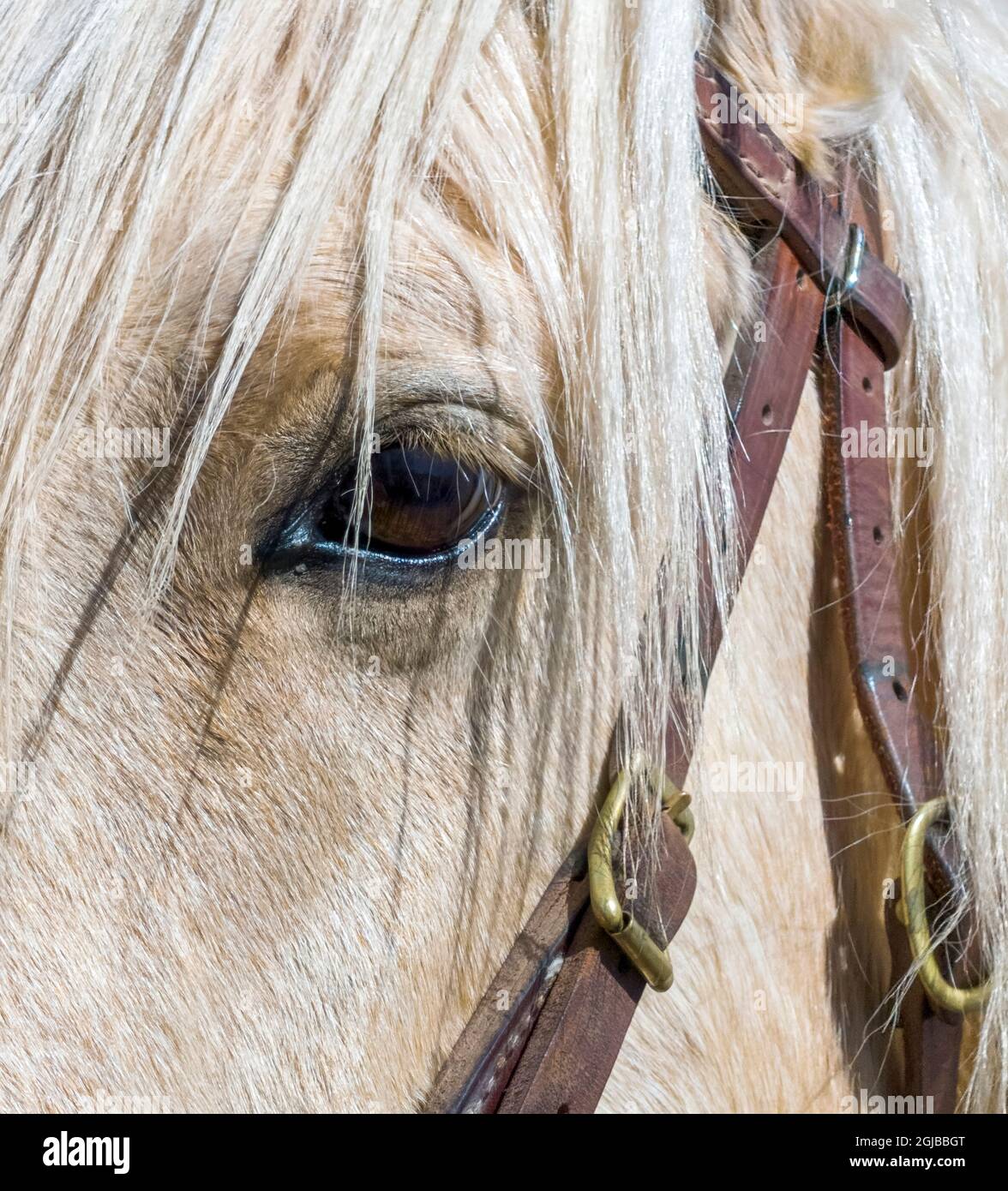 USA, Arizona, Scottsdale. Close-up of horse's eye and bridle. Credit as ...