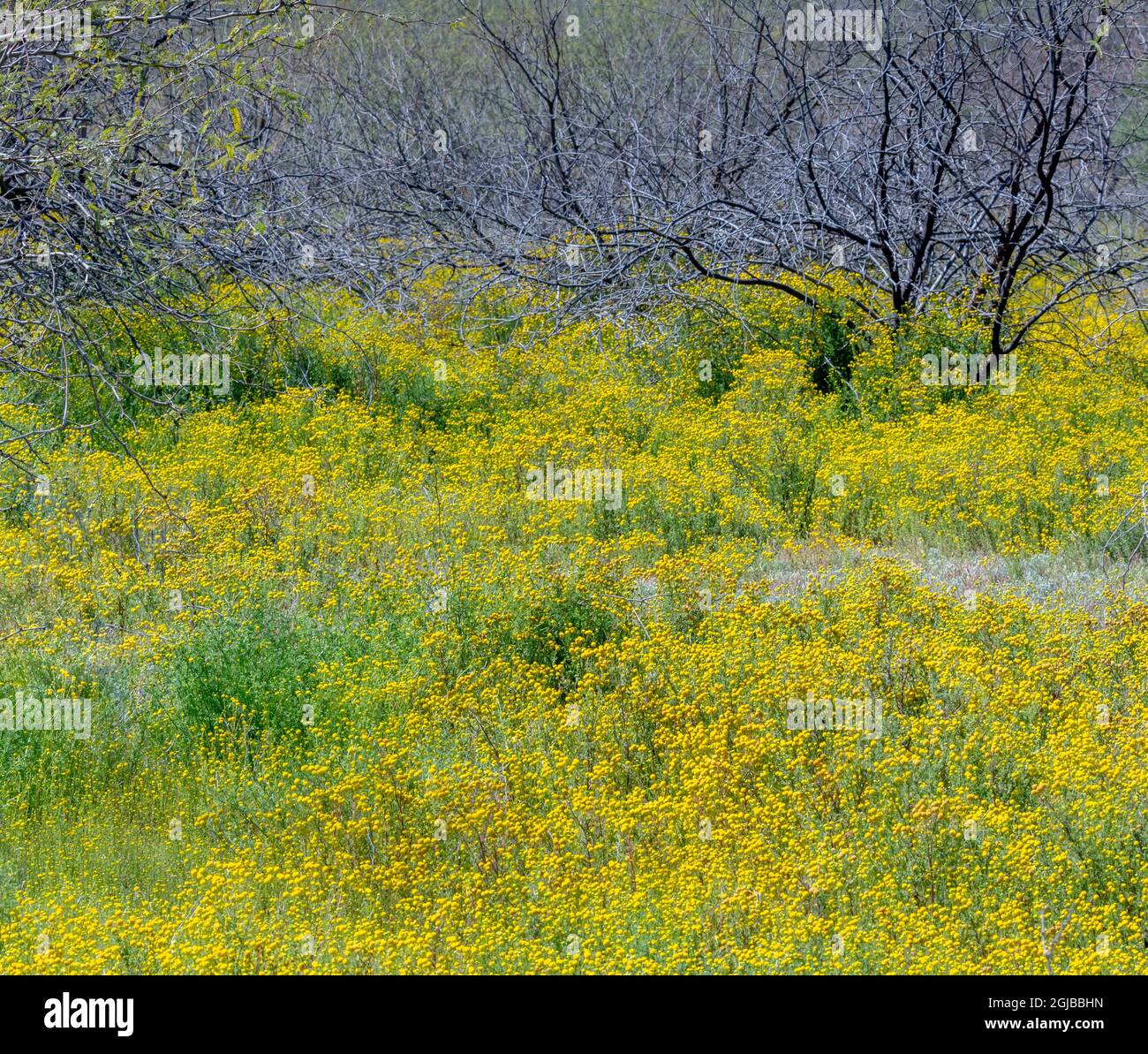 Arizona wildflowers hi-res stock photography and images - Alamy