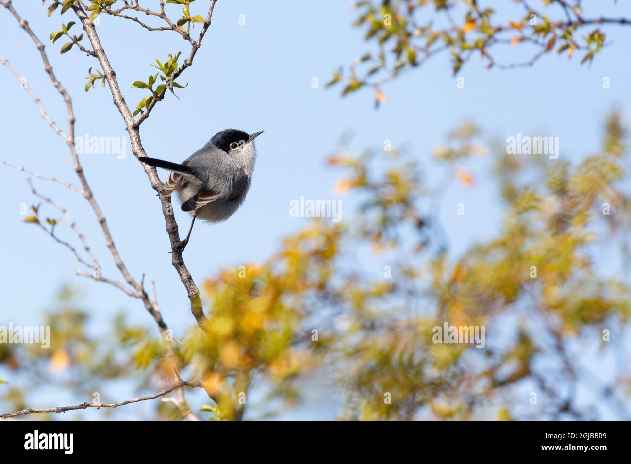 USA, Arizona, Buckeye. Blue-gray gnatcatcher perched on branch. Credit ...