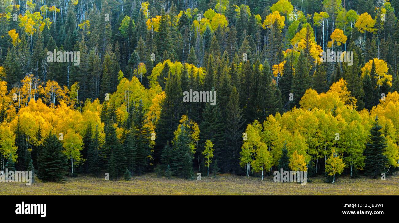 USA, Arizona, Grand Canyon National Park. Autumn aspens in Grand Canyon ...