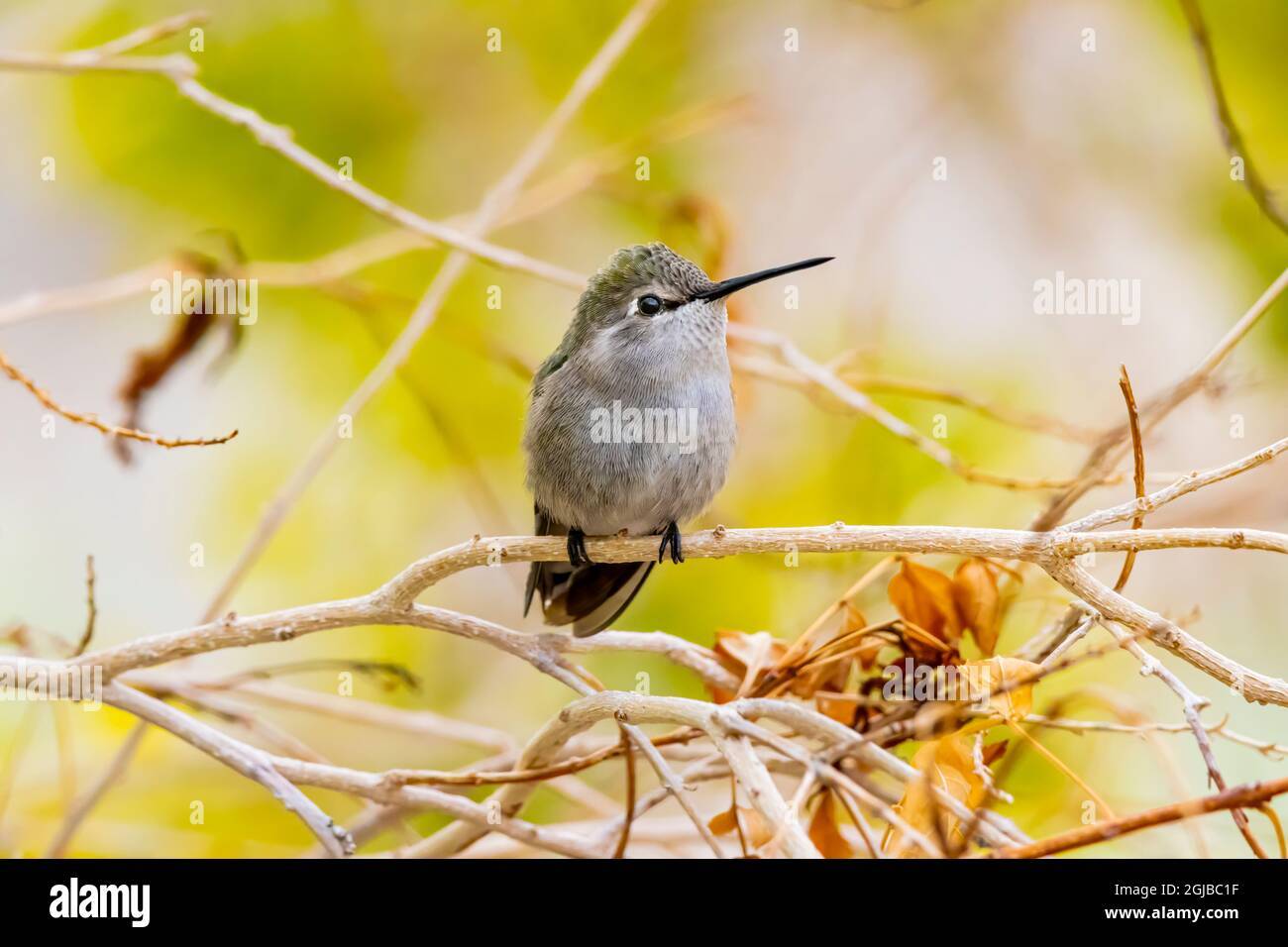 USA, Arizona, Lake Havasu City. Female Anna's hummingbird on limb ...