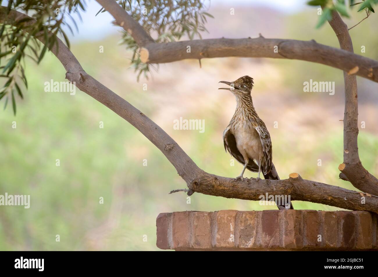 Roadrunner tree hi-res stock photography and images - Alamy