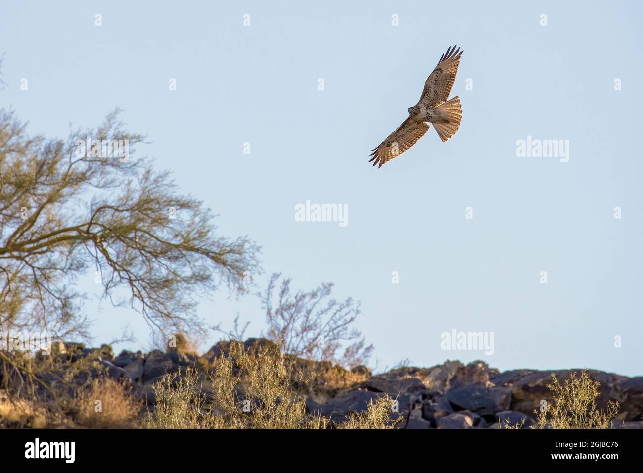 USA, Arizona, Buckeye. Red-tailed hawk in flight Stock Photo - Alamy