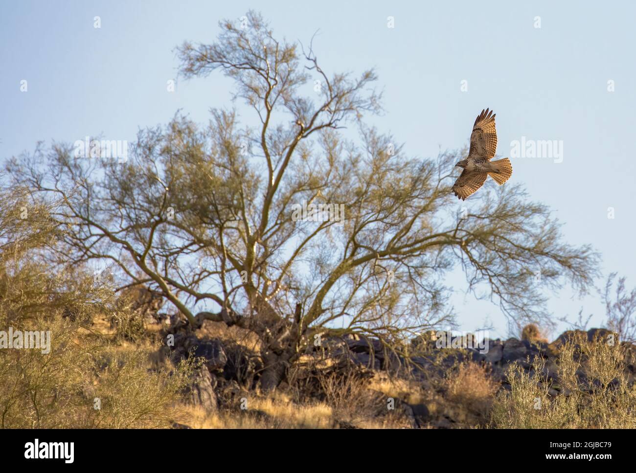 USA, Arizona, Buckeye. Red-tailed hawk in flight Stock Photo - Alamy