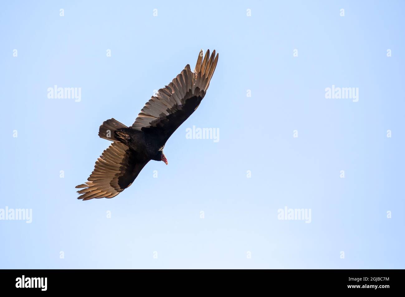 USA, Arizona, Buckeye. Turkey vulture in flight against blue sky Stock ...