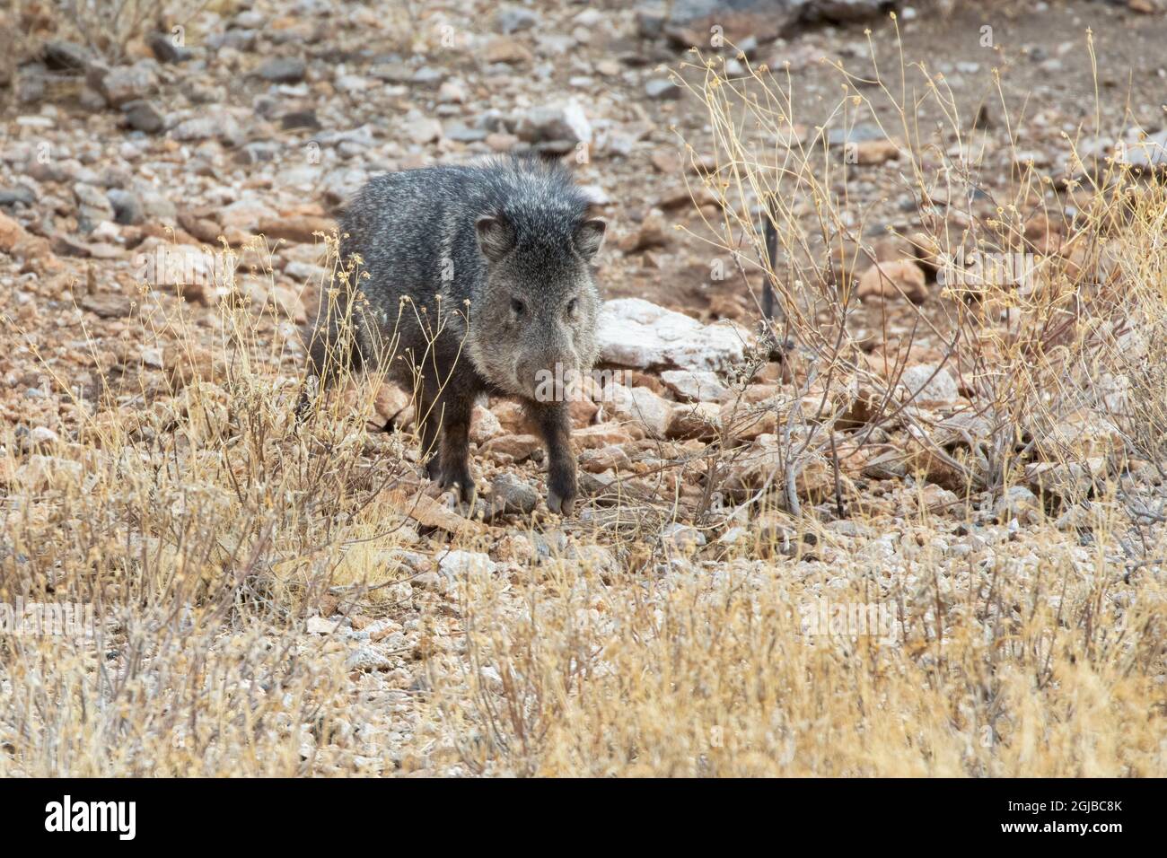 USA, Arizona, Buckeye. Javelina in the desert Stock Photo - Alamy