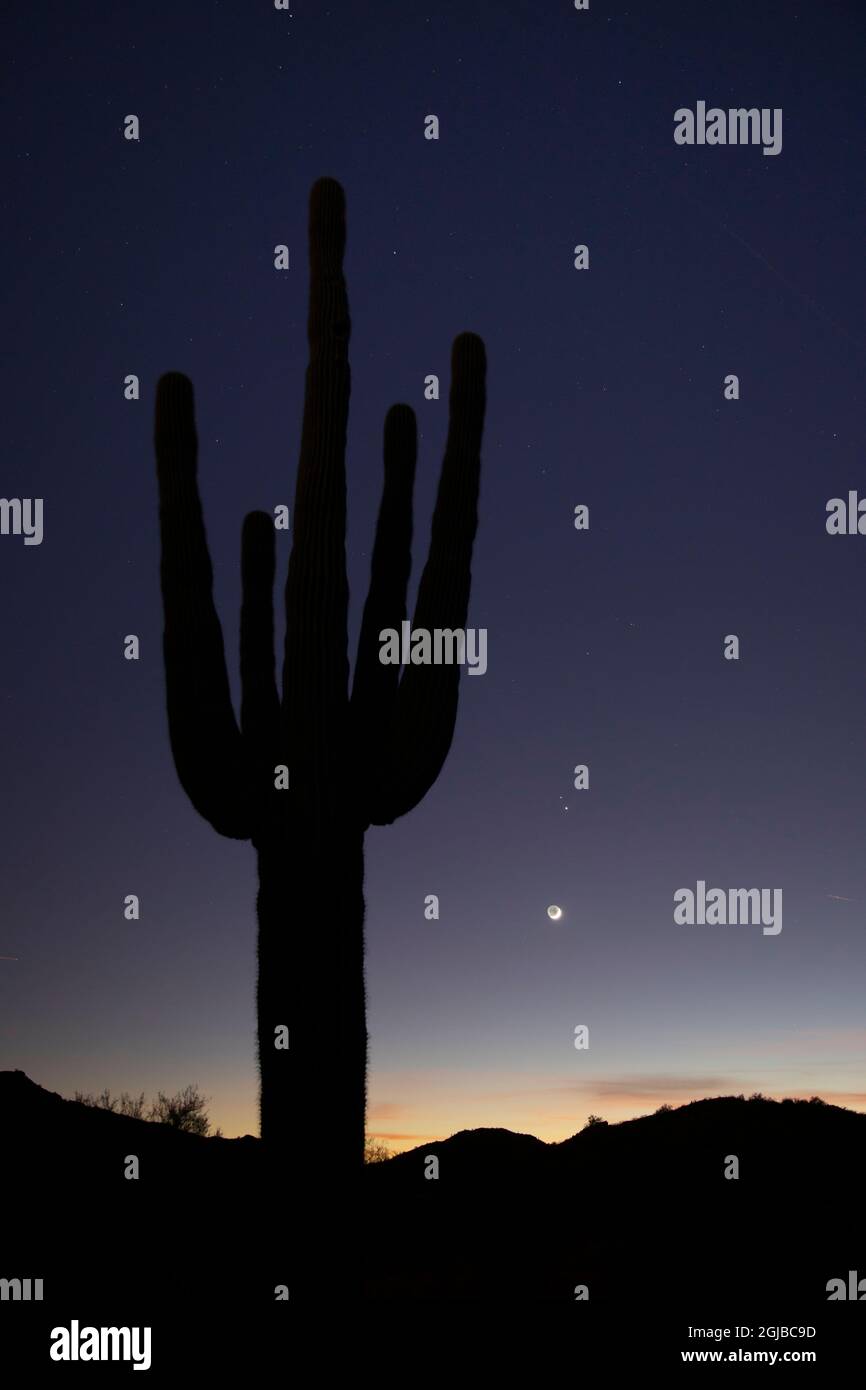 USA, Arizona. Saguaro cactus and moon and conjunction of Jupiter and ...