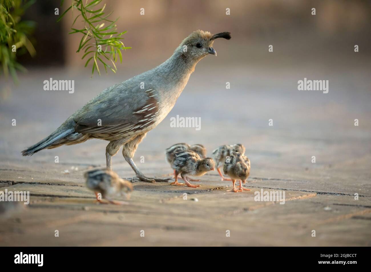 USA, Arizona, Buckeye. Mother Gambel's quail and newly hatched chicks ...