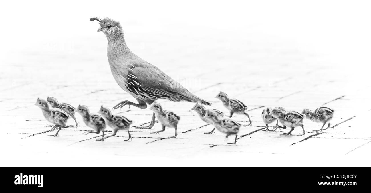 Quail Family Drawing