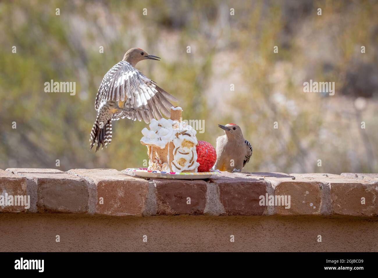USA, Arizona, Buckeye. Gila woodpeckers and gingerbread house Stock ...