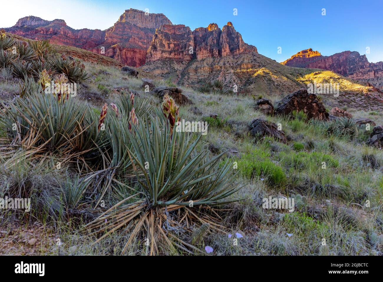 Yucca and sego lily wildflowers along the North Kaibab Trail in Grand ...